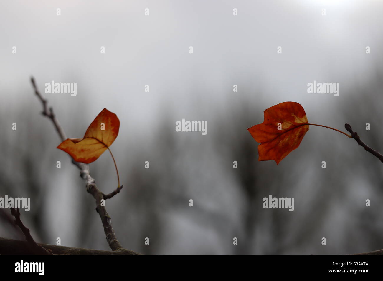 Remaining colors hi-res stock photography and images - Alamy