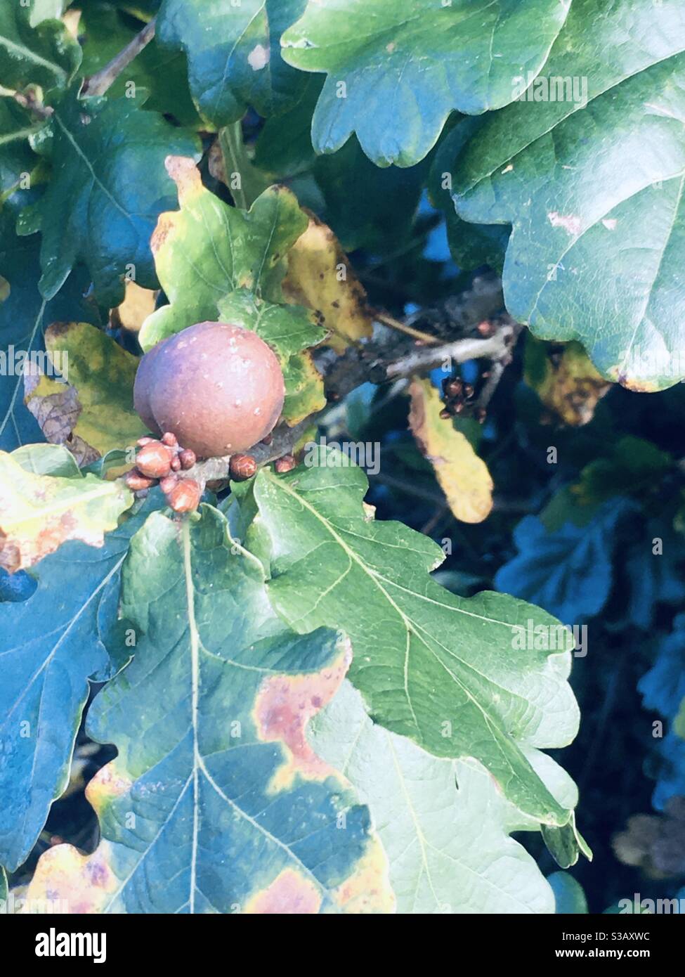 Oak hall hi-res stock photography and images - Alamy