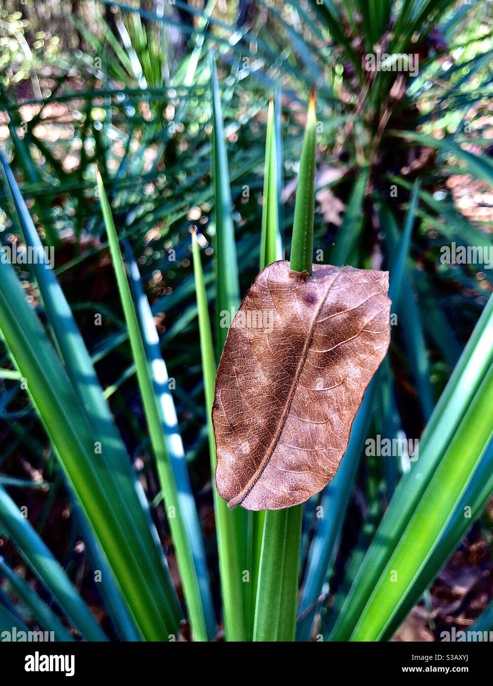 Dead yucca hi-res stock photography and images - Alamy