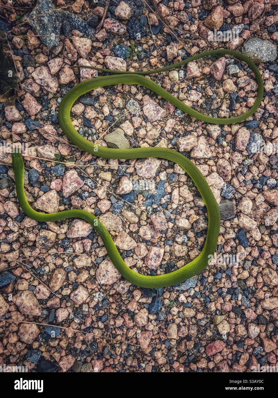 Rough Greensnake warming on gravel in overhead shot, October, North ...