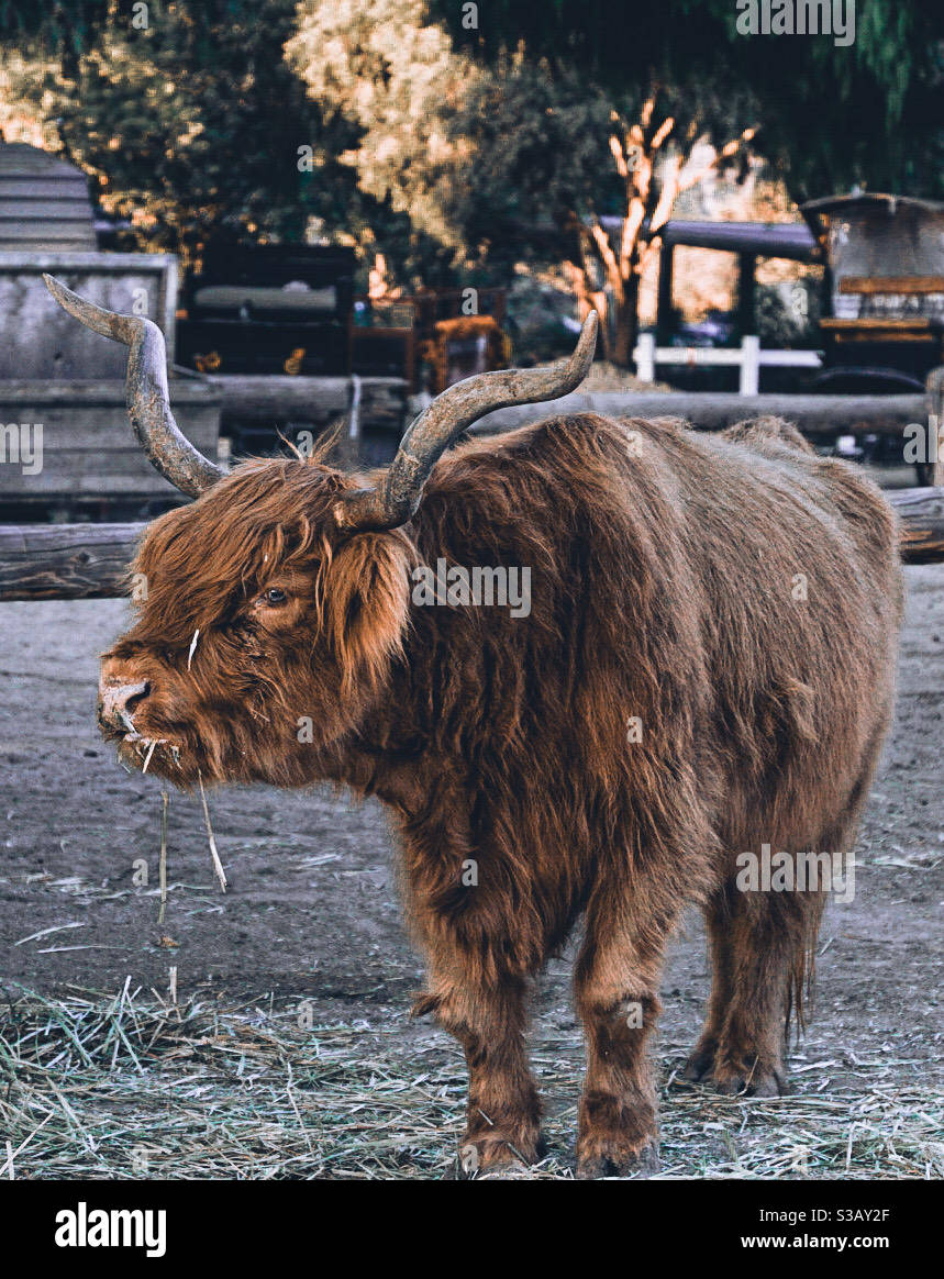 Lucy, Scottish highland cow Stock Photo - Alamy