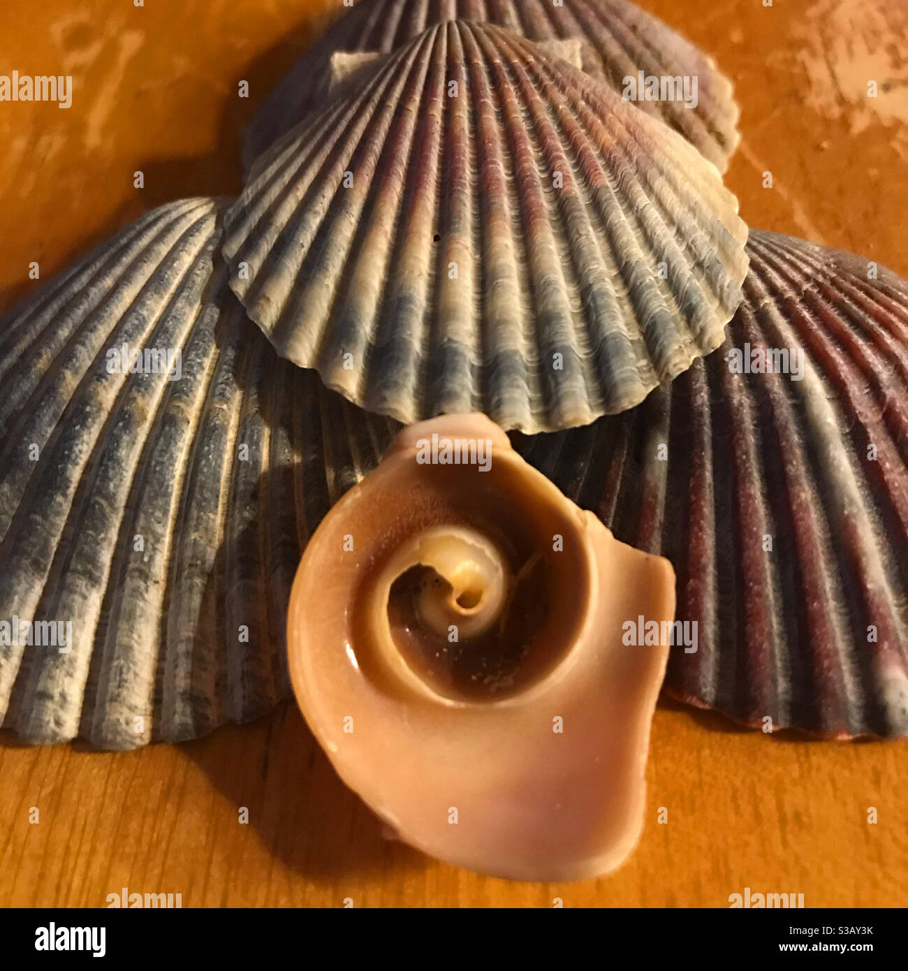 Beach shells hi-res stock photography and images - Alamy