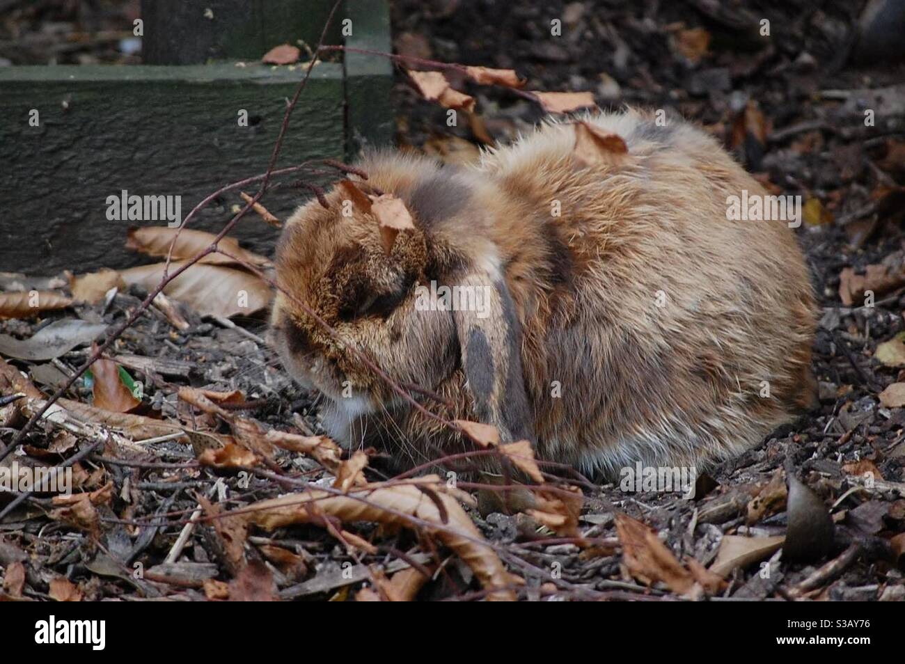 Down the rabbit hole hi-res stock photography and images - Alamy