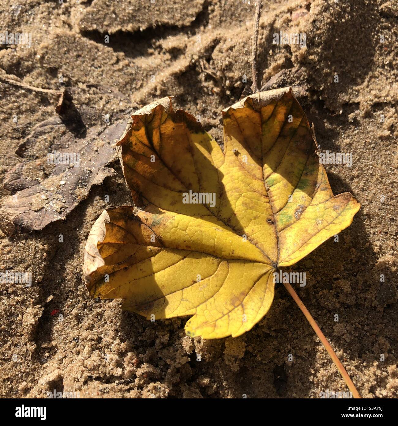 Sand autumn leaf hi-res stock photography and images - Alamy