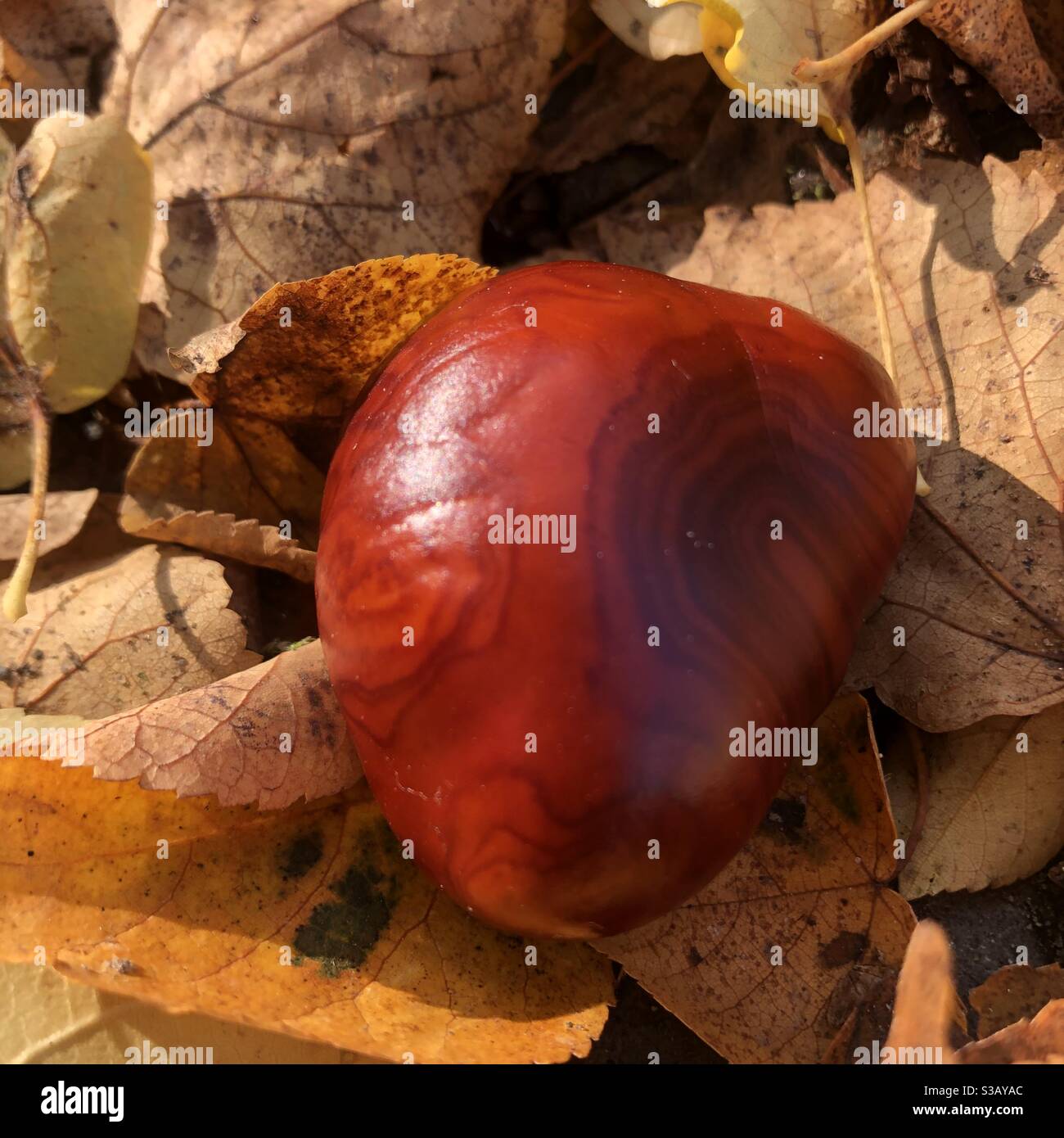 Autumn leaf and conkers hi-res stock photography and images - Alamy