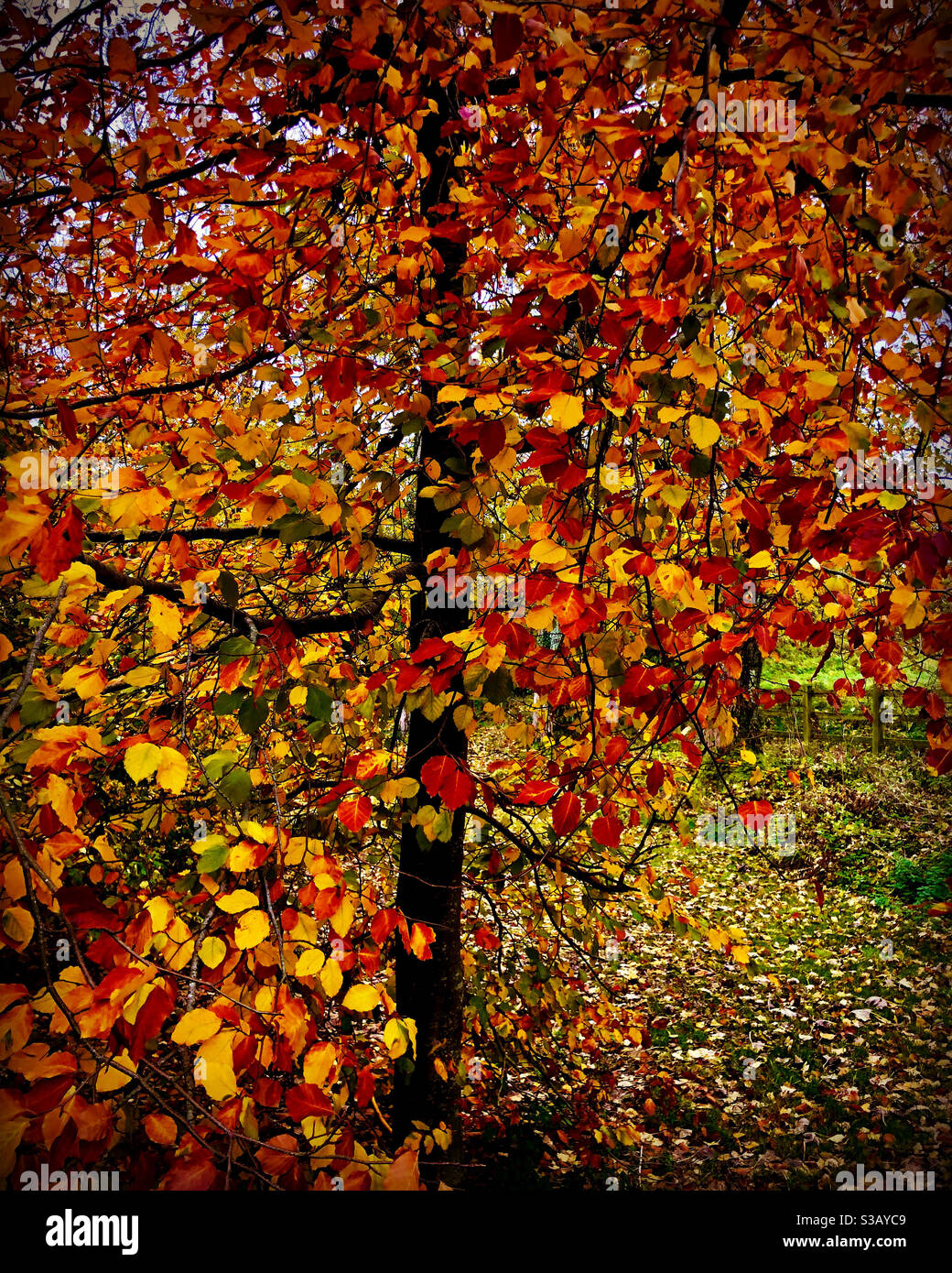 Tree colours hi-res stock photography and images - Alamy