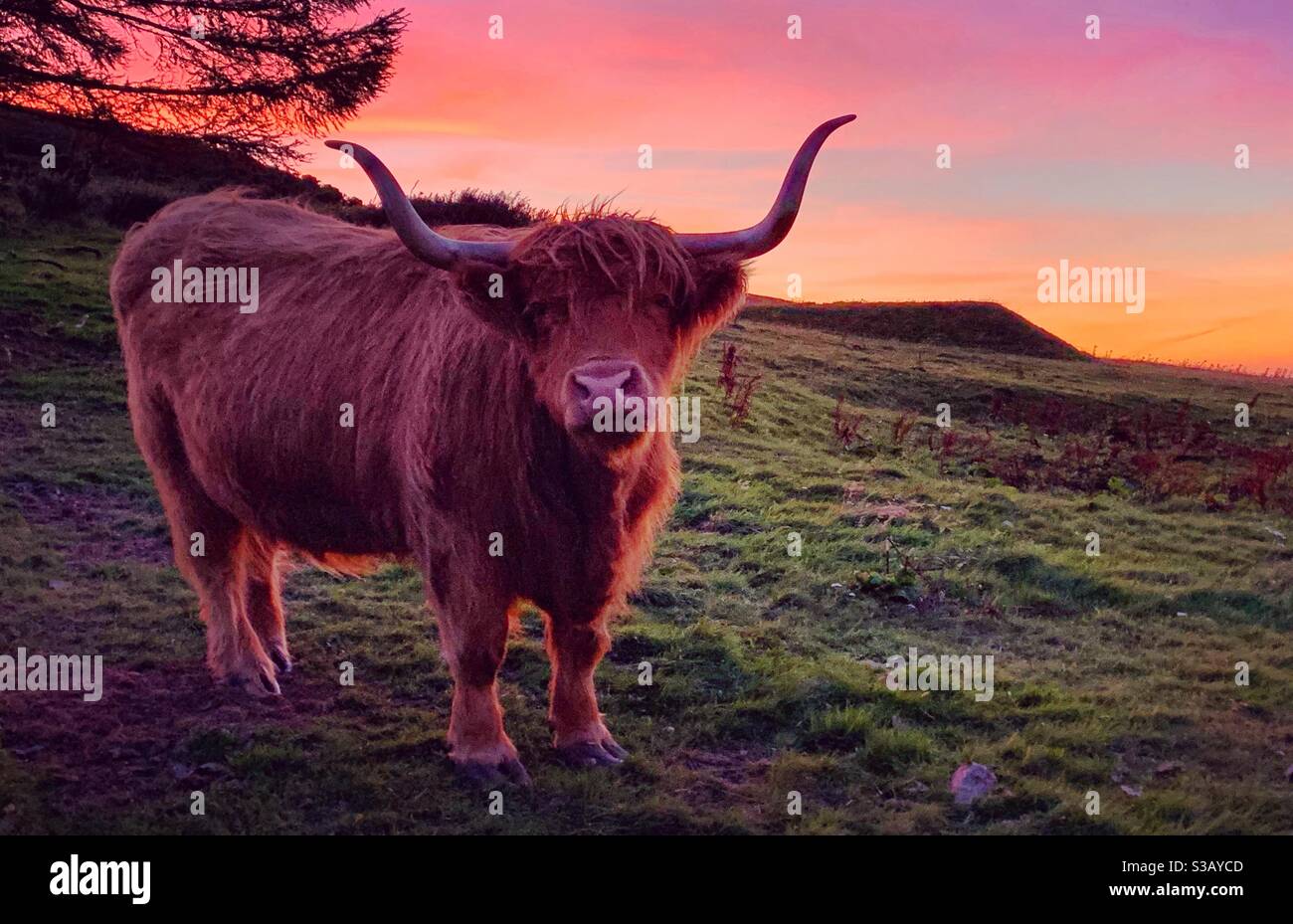 Highland cow scotland sunset hi-res stock photography and images - Alamy