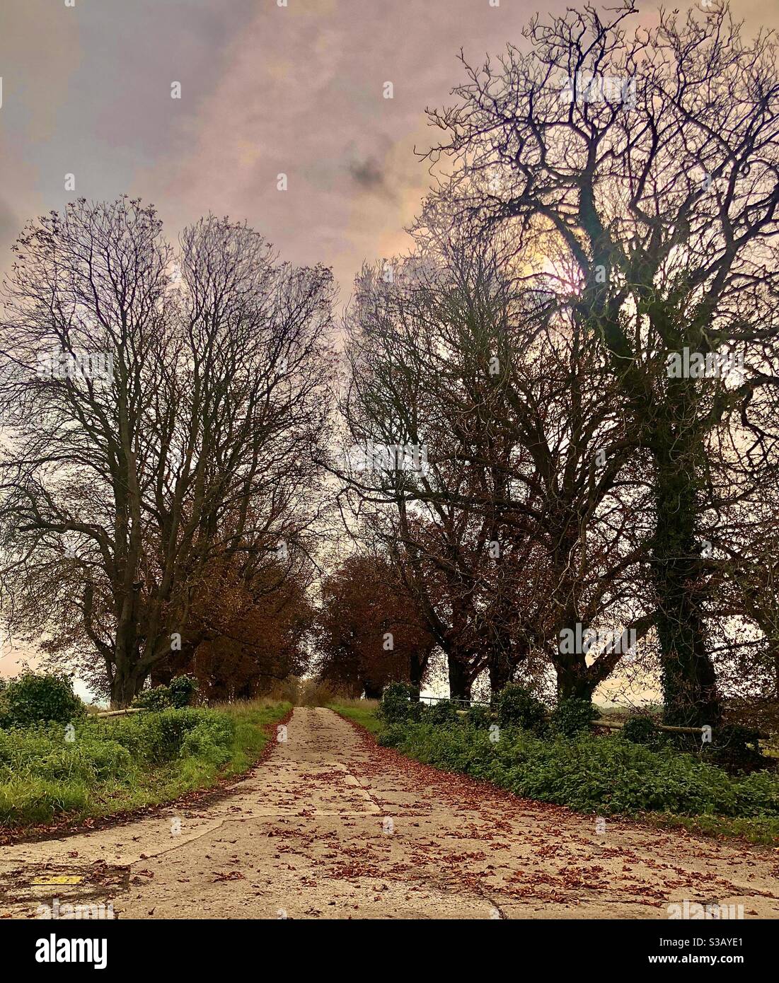 A rural tree lined farm road in Buckinghamshire Stock Photo - Alamy