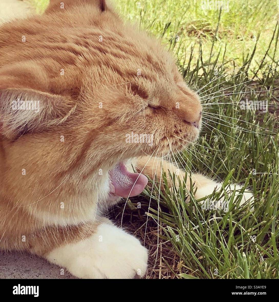 Tired tired cat hi-res stock photography and images - Alamy