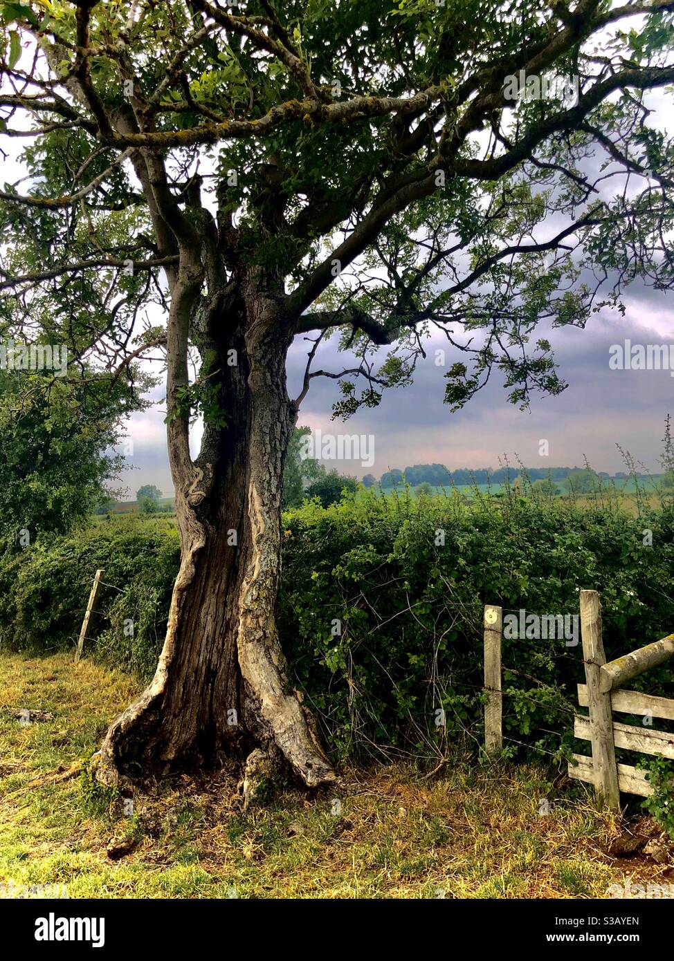 Hollow tree branch hi-res stock photography and images - Alamy