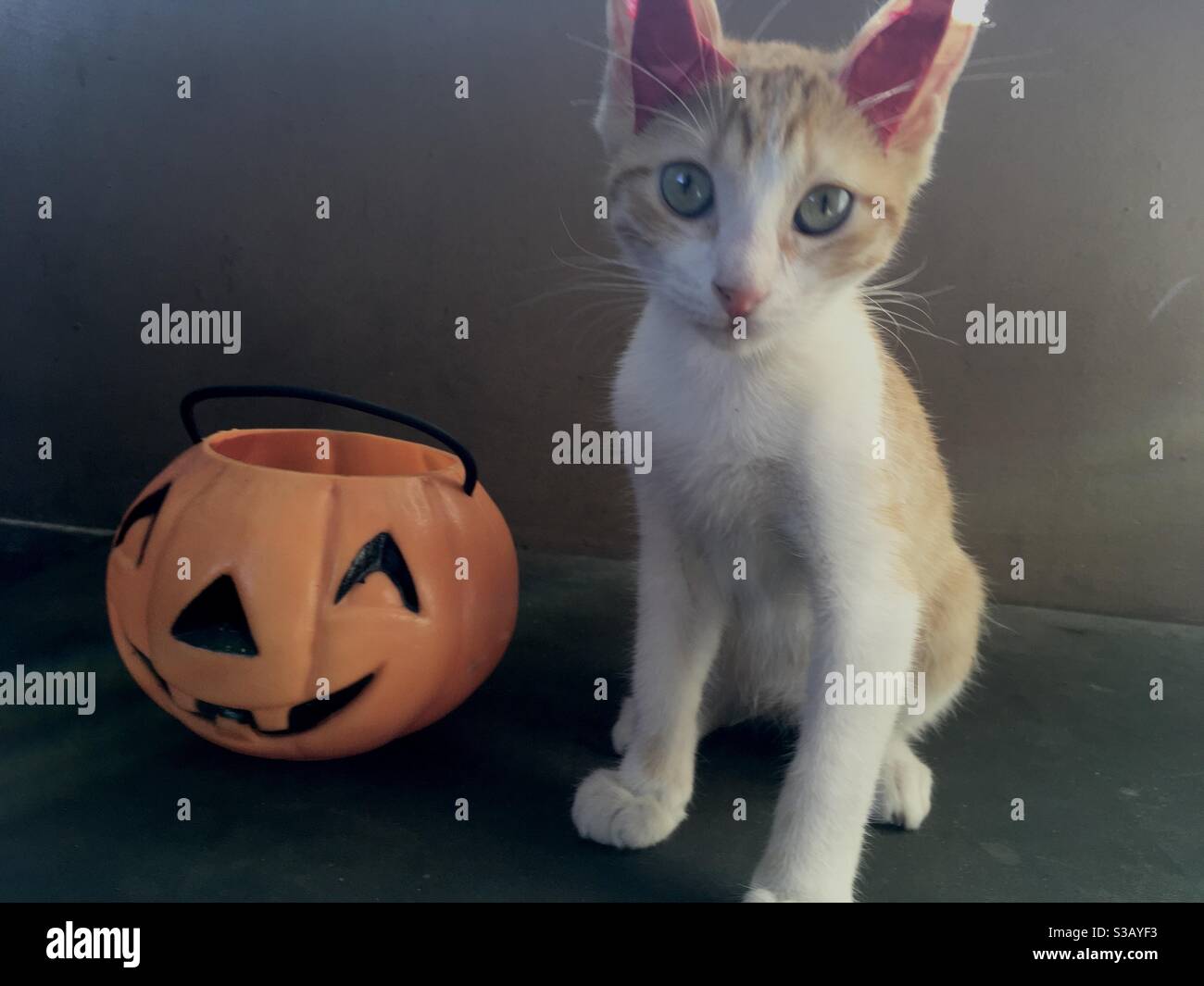 Halloween pets hi-res stock photography and images - Alamy