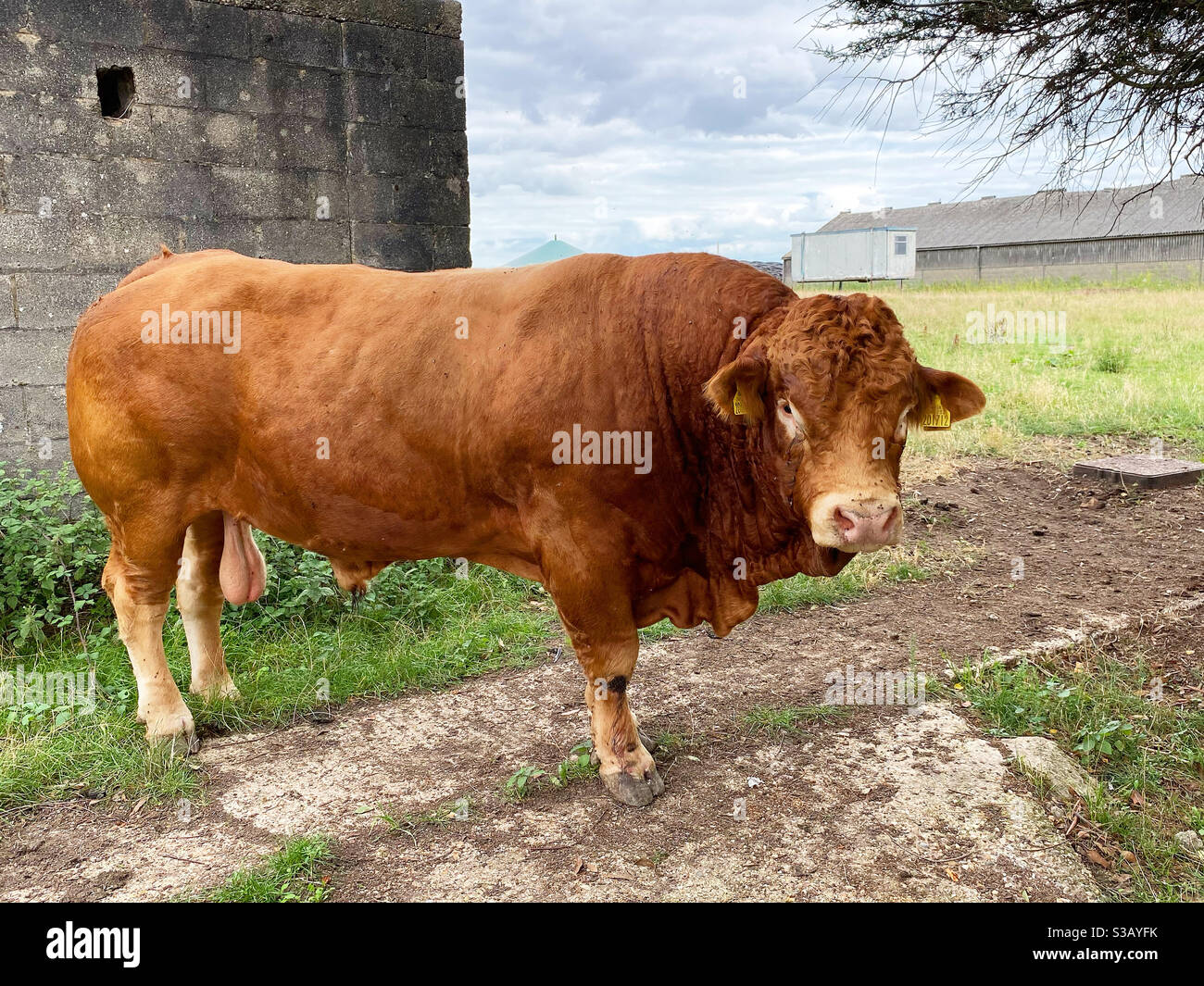 Bull and cows hi-res stock photography and images - Alamy