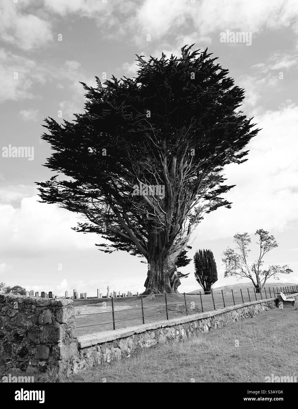 Graveyard tree hi-res stock photography and images - Alamy
