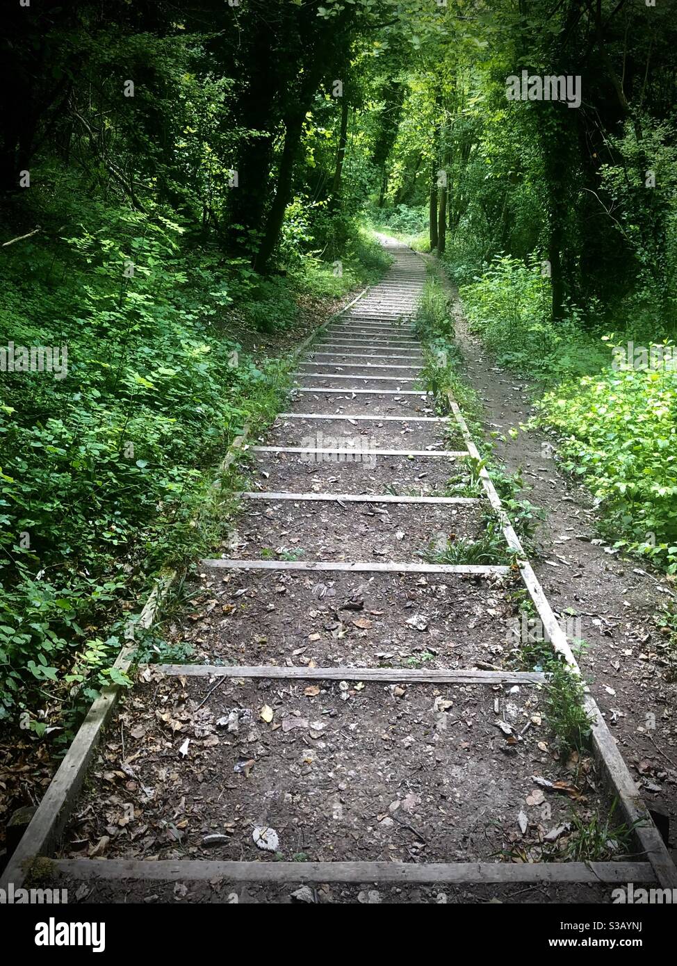 Woodland Steps High Resolution Stock Photography and Images - Alamy