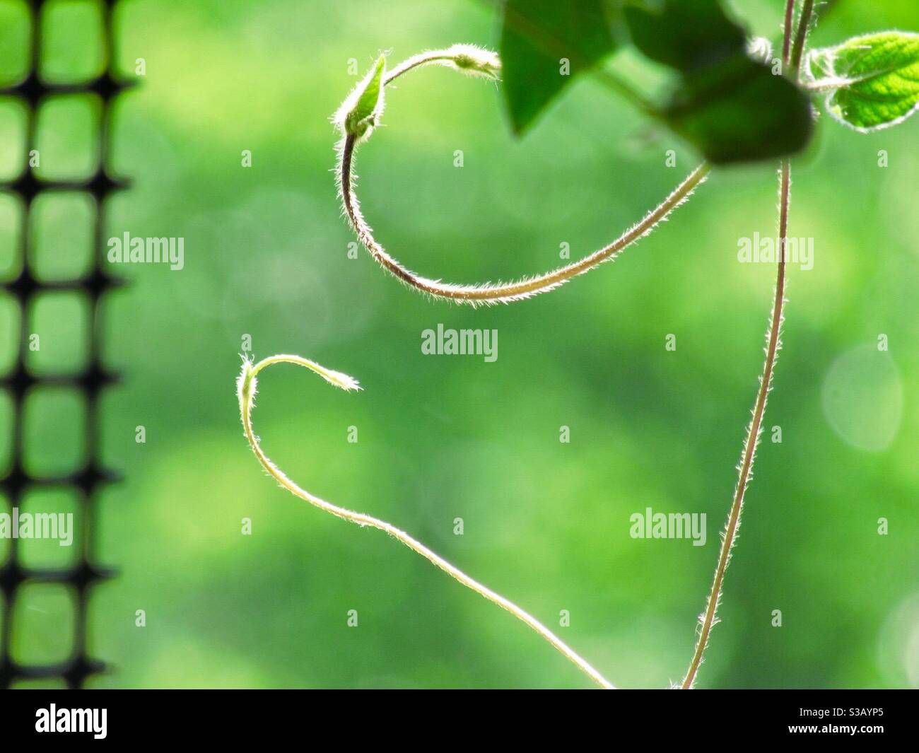 Vine tendrils hi-res stock photography and images - Alamy
