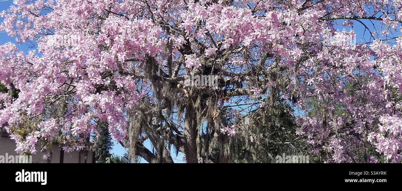 Silk Floss tree Stock Photo - Alamy