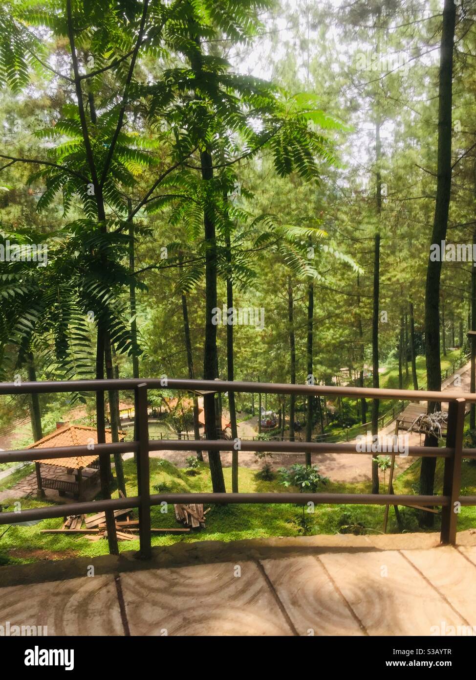 Alam hutan hi-res stock photography and images - Alamy