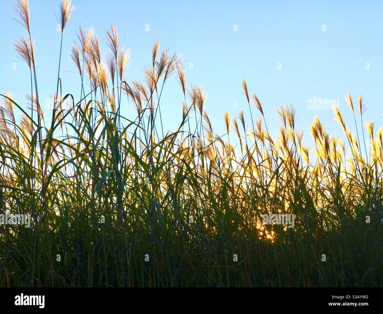 Reeds and rushes hi-res stock photography and images - Alamy