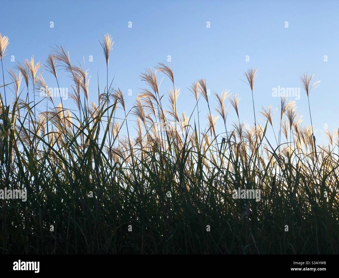 Reeds and rushes hi-res stock photography and images - Alamy