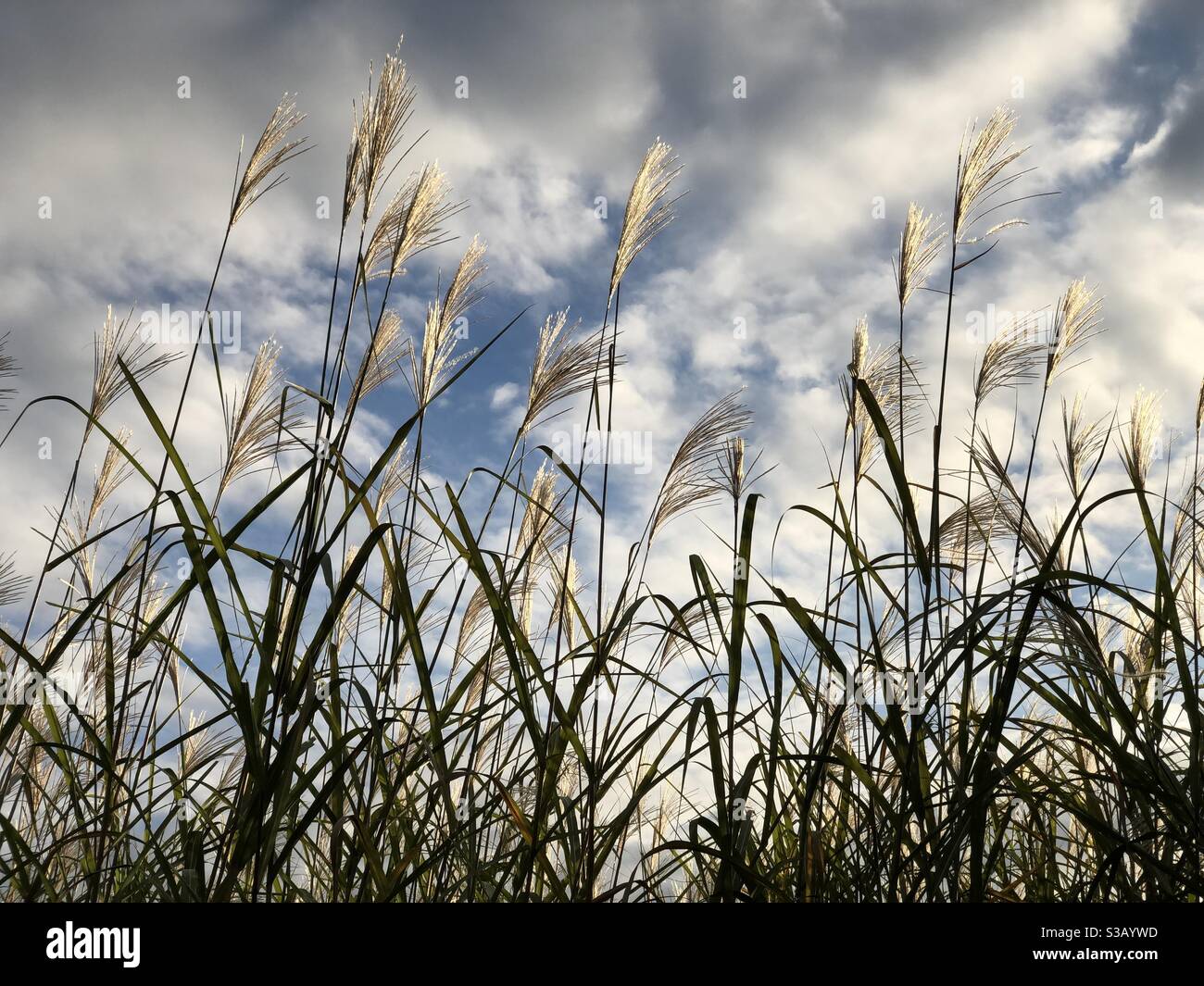 Reeds and rushes hi-res stock photography and images - Alamy