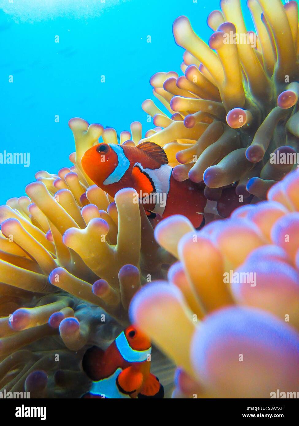 Finding nemo fish hi-res stock photography and images - Alamy