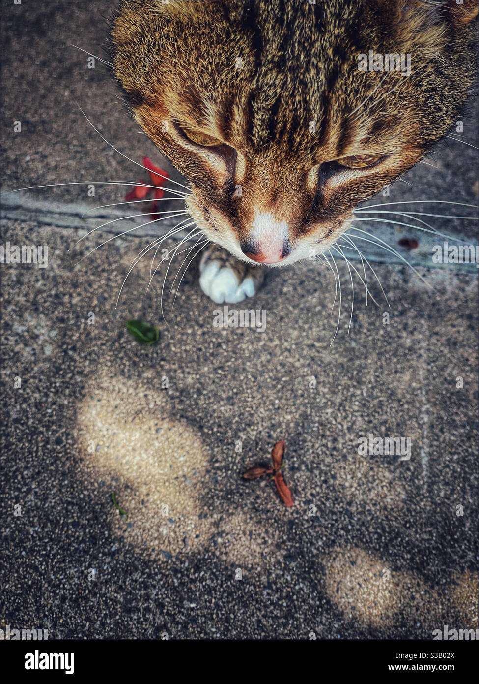 Tabby cat walking along hi-res stock photography and images - Alamy