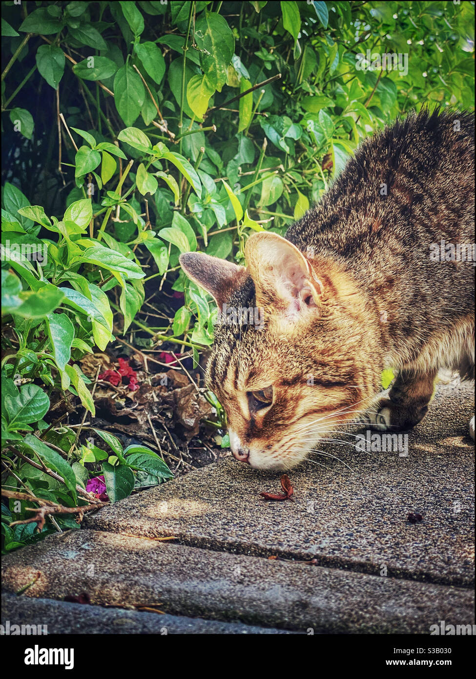 Cat in garden Stock Photo - Alamy