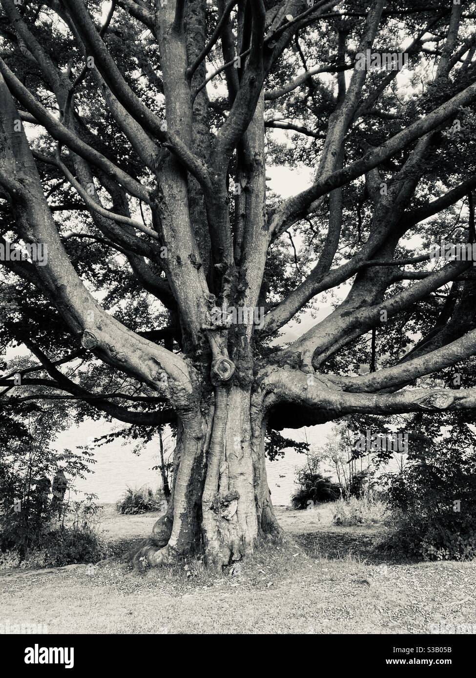 The magnificent tree hi-res stock photography and images - Alamy