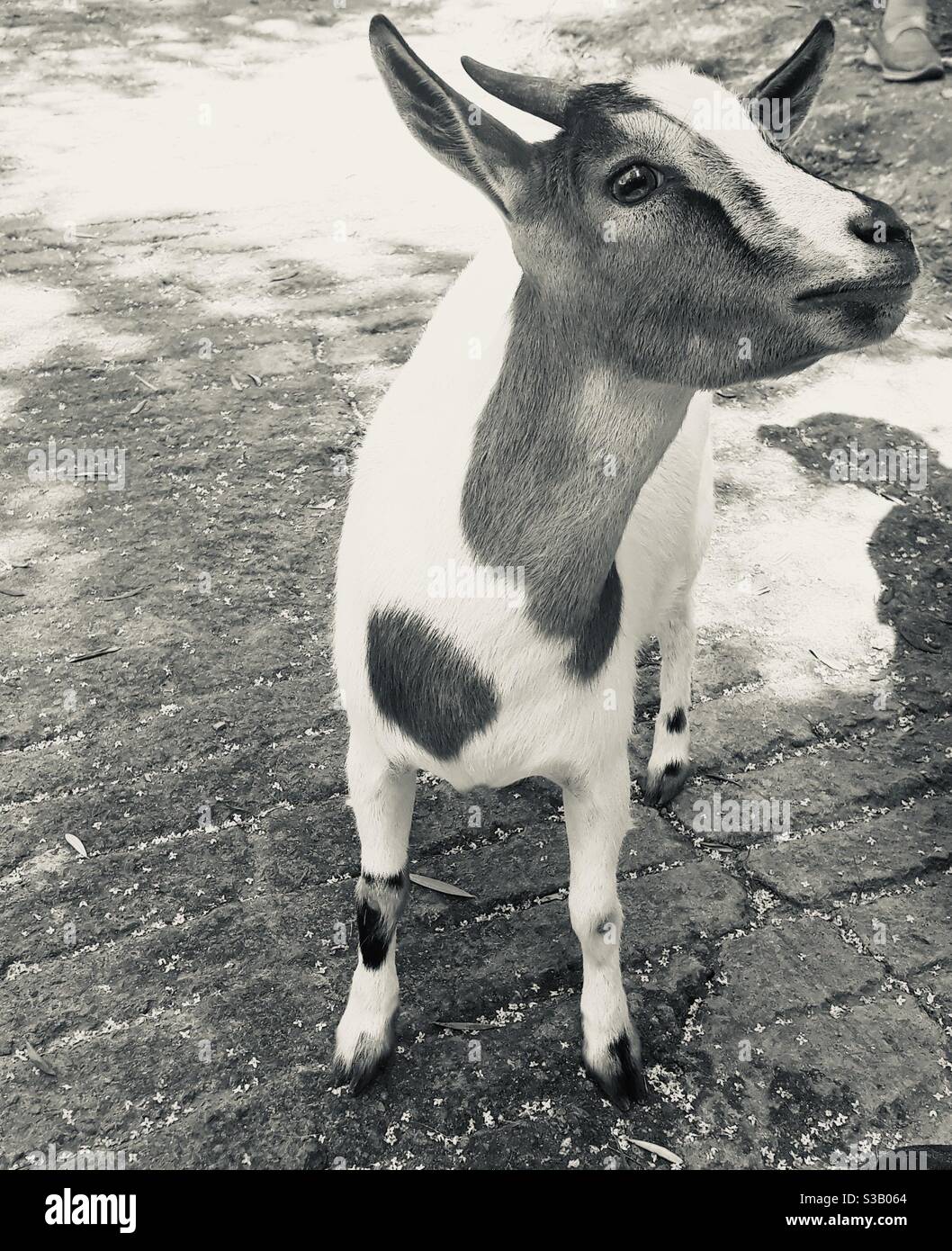 Italian goat hi-res stock photography and images - Alamy