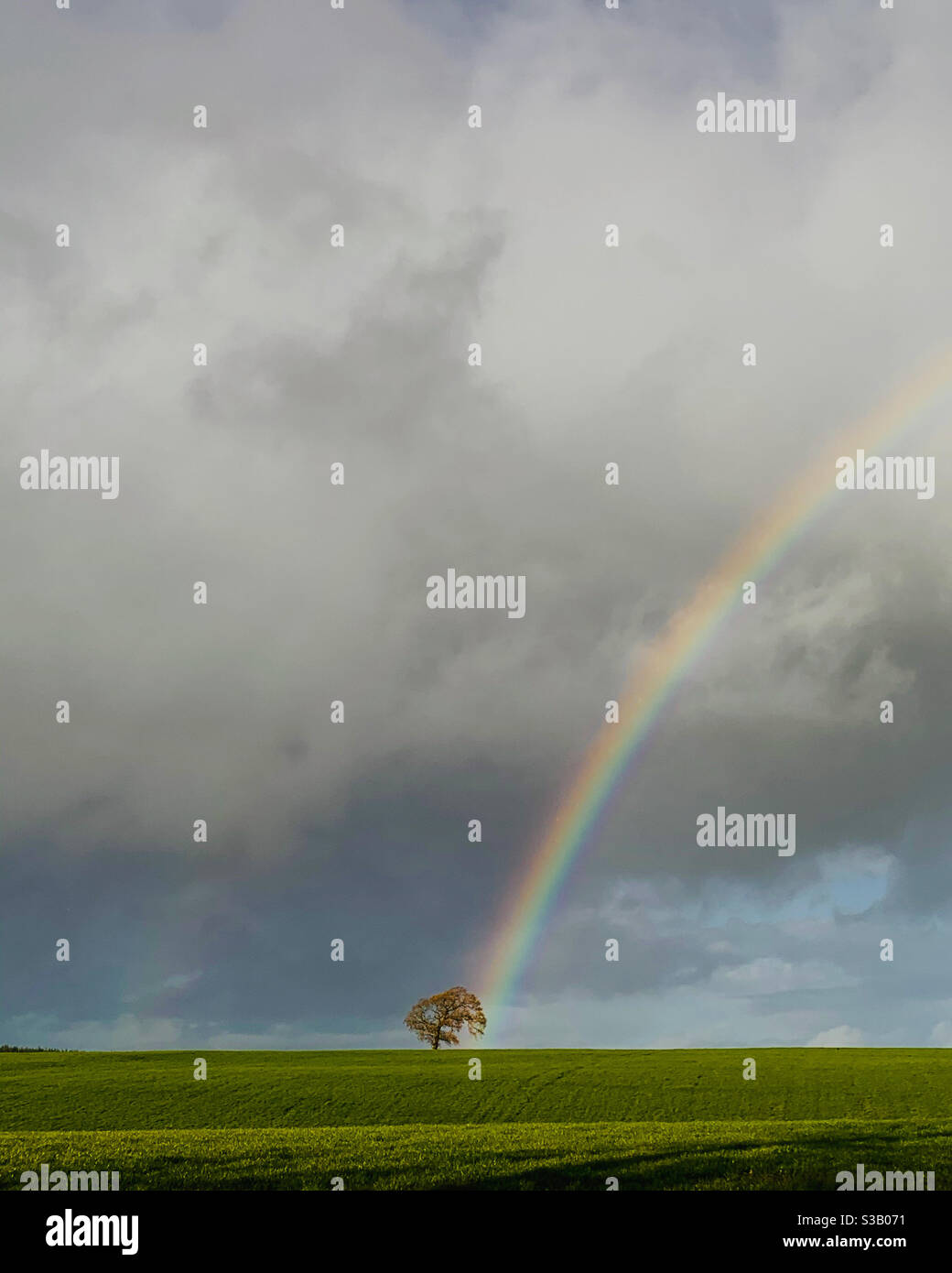 Rainbow tree hi-res stock photography and images - Alamy