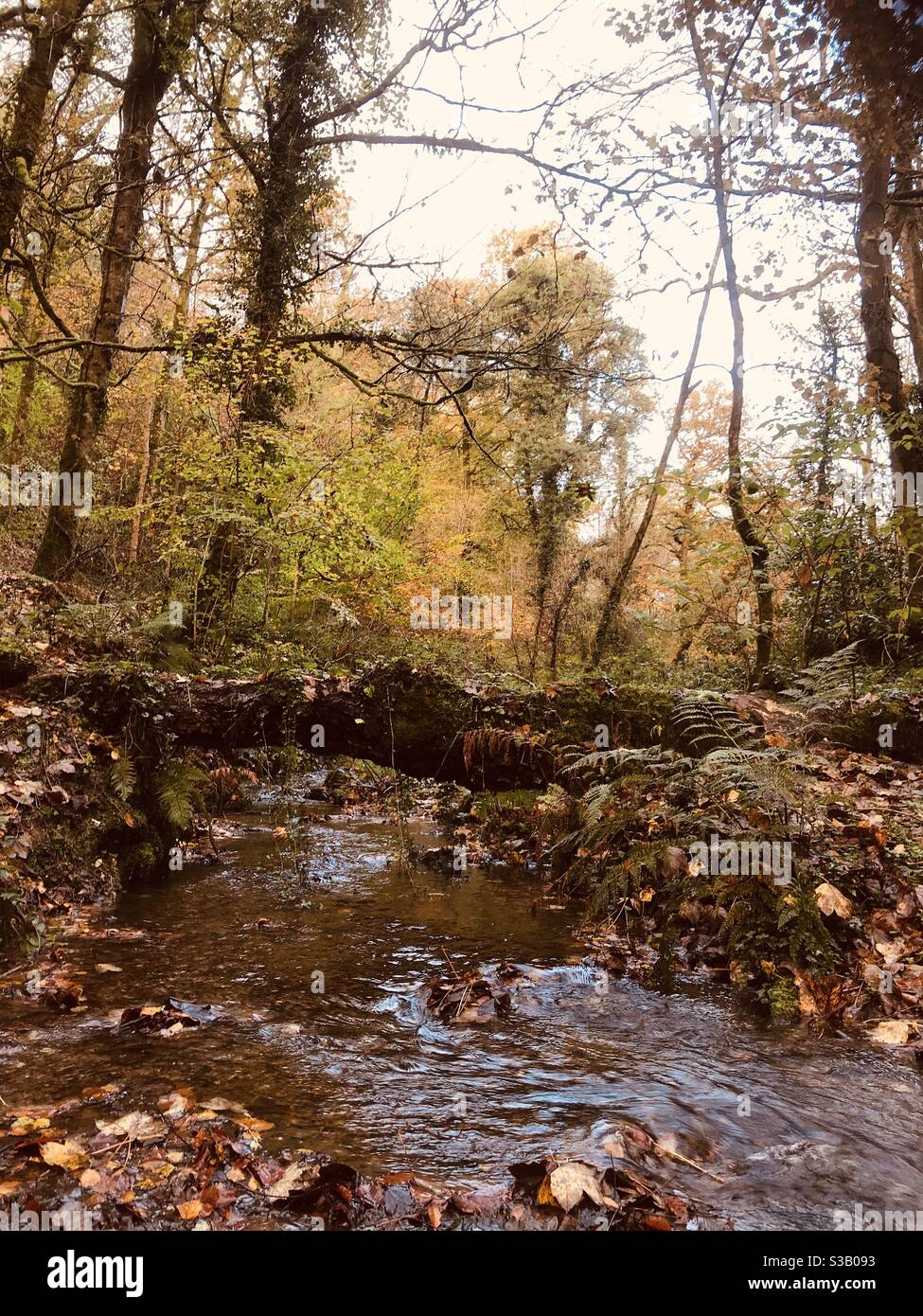 tree trunk bridge over woodland water Stock Photo - Alamy