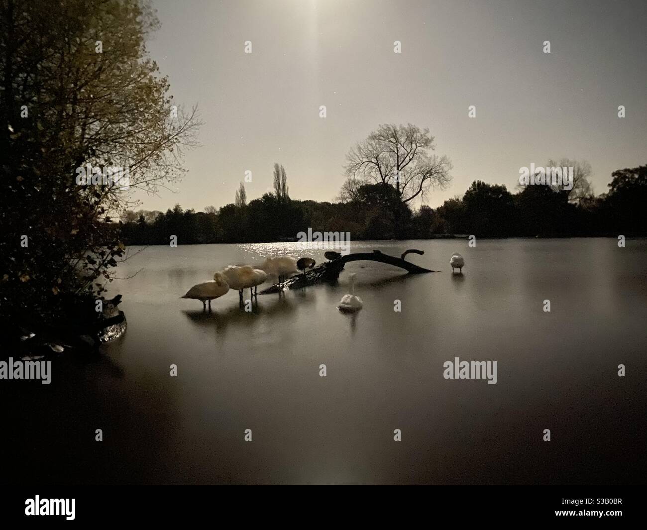 Night swans hi-res stock photography and images - Alamy