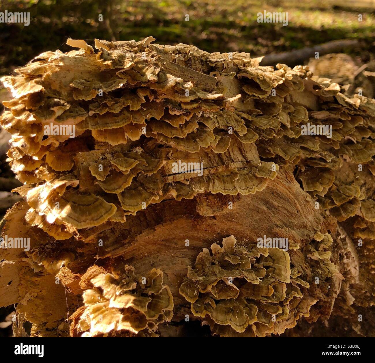 Woods and tree fungi hi-res stock photography and images - Alamy