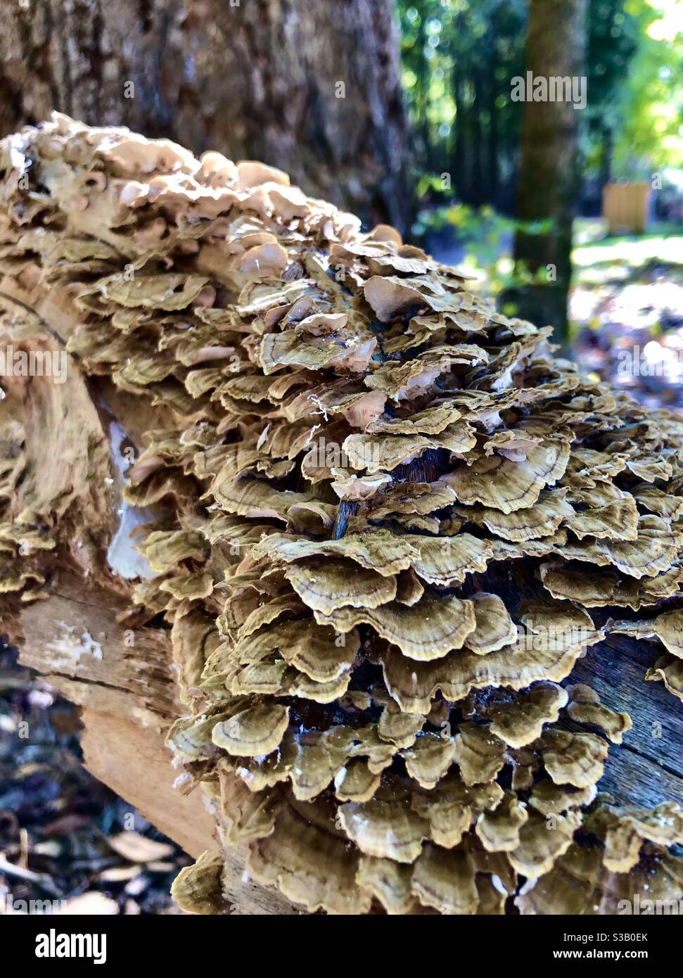 Woods and tree fungi hi-res stock photography and images - Alamy