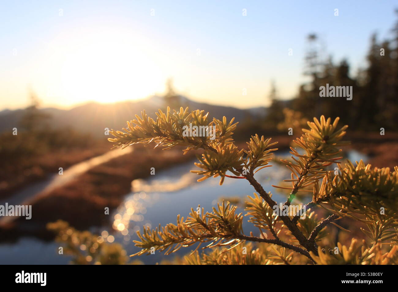 Alpine forest at sunset Stock Photo - Alamy