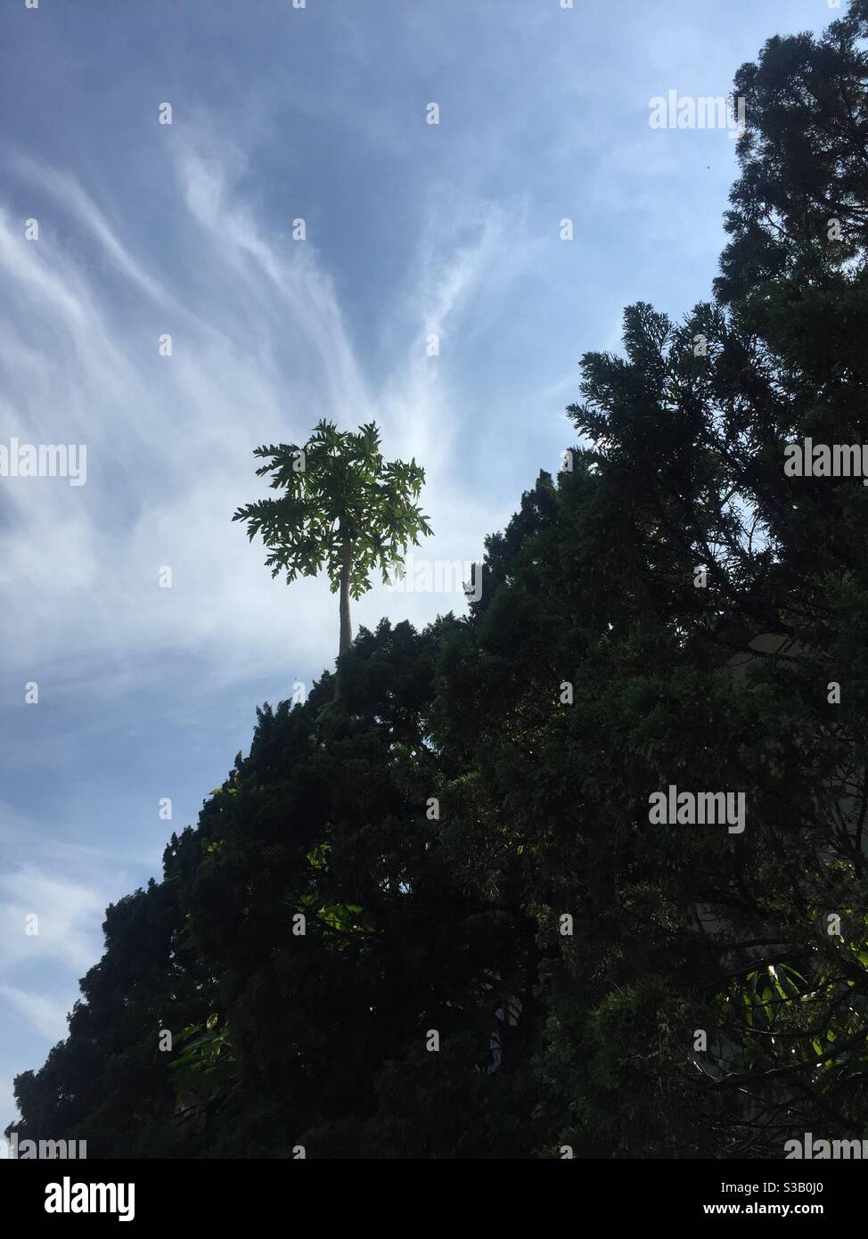 Morning glory tree hi-res stock photography and images - Alamy