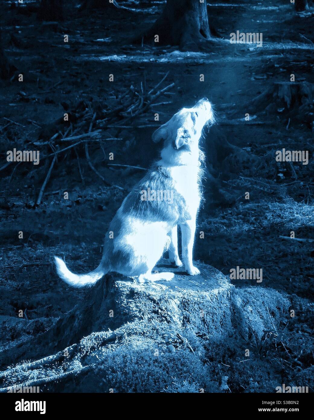 Dog howling and moon hi-res stock photography and images - Alamy