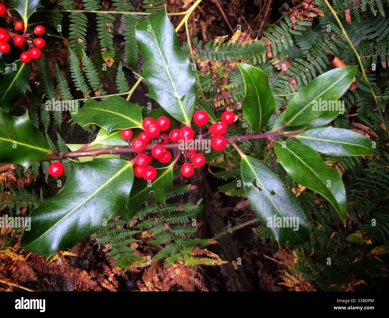 A sprig of wild holly growing in the woods with lots of bright red ...