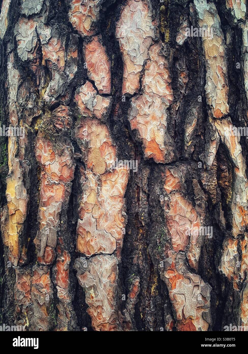 Colorful tree bark. Wooden natural background, pattern Stock Photo - Alamy