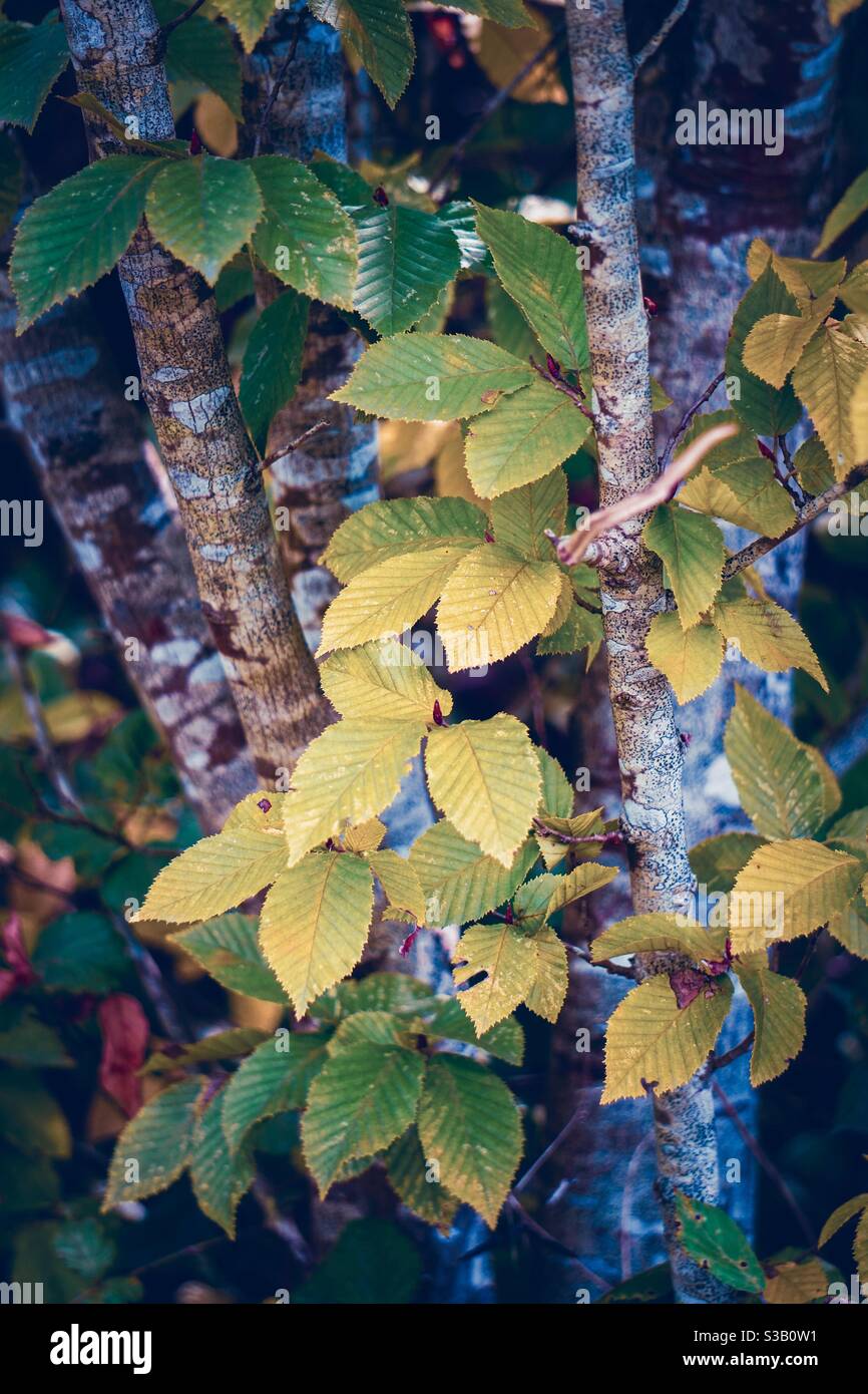 Tree leaves autumn hi-res stock photography and images - Alamy