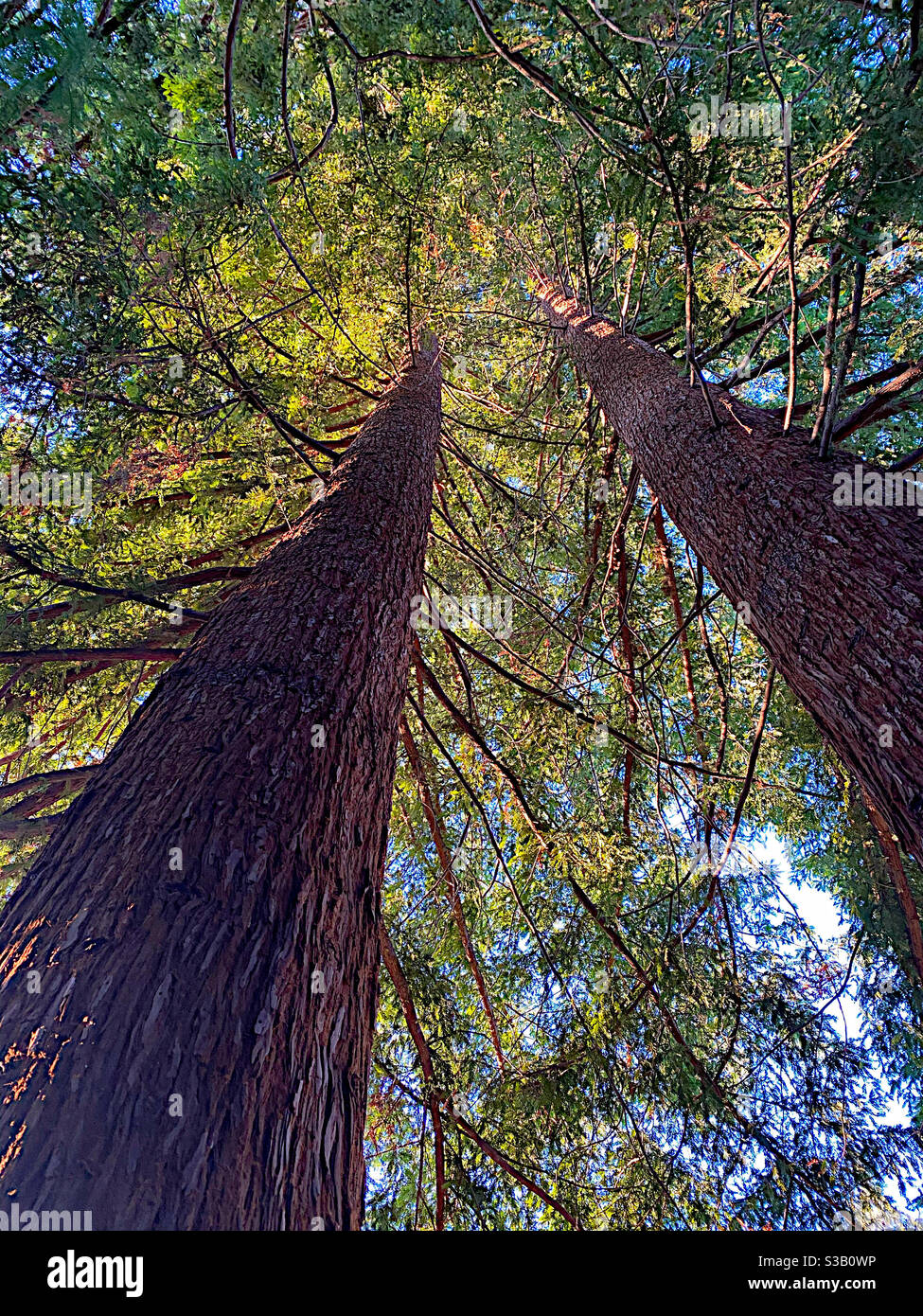 Looking up into two redwood trees Stock Photo - Alamy