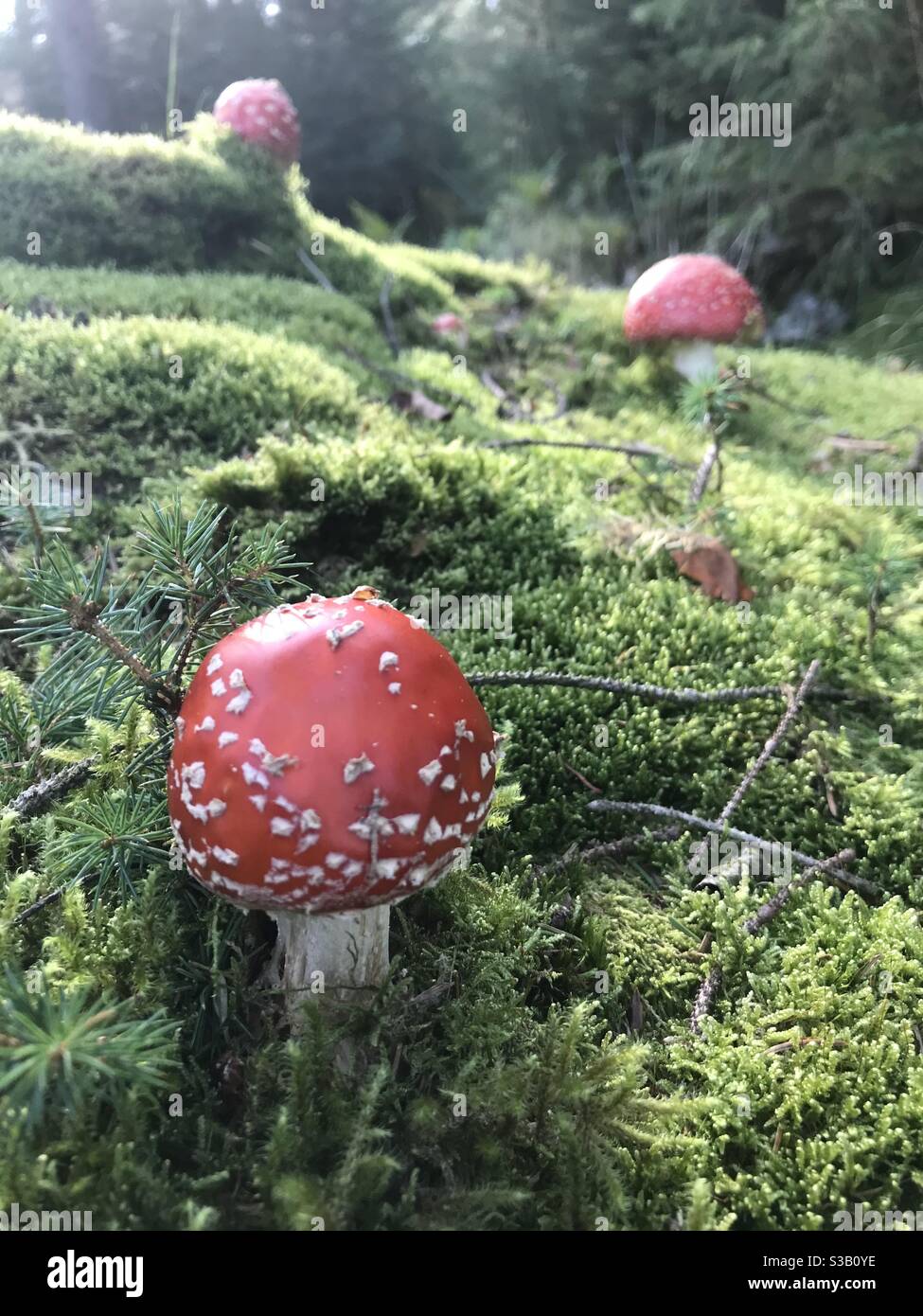 Fairy toadstool hi-res stock photography and images - Alamy