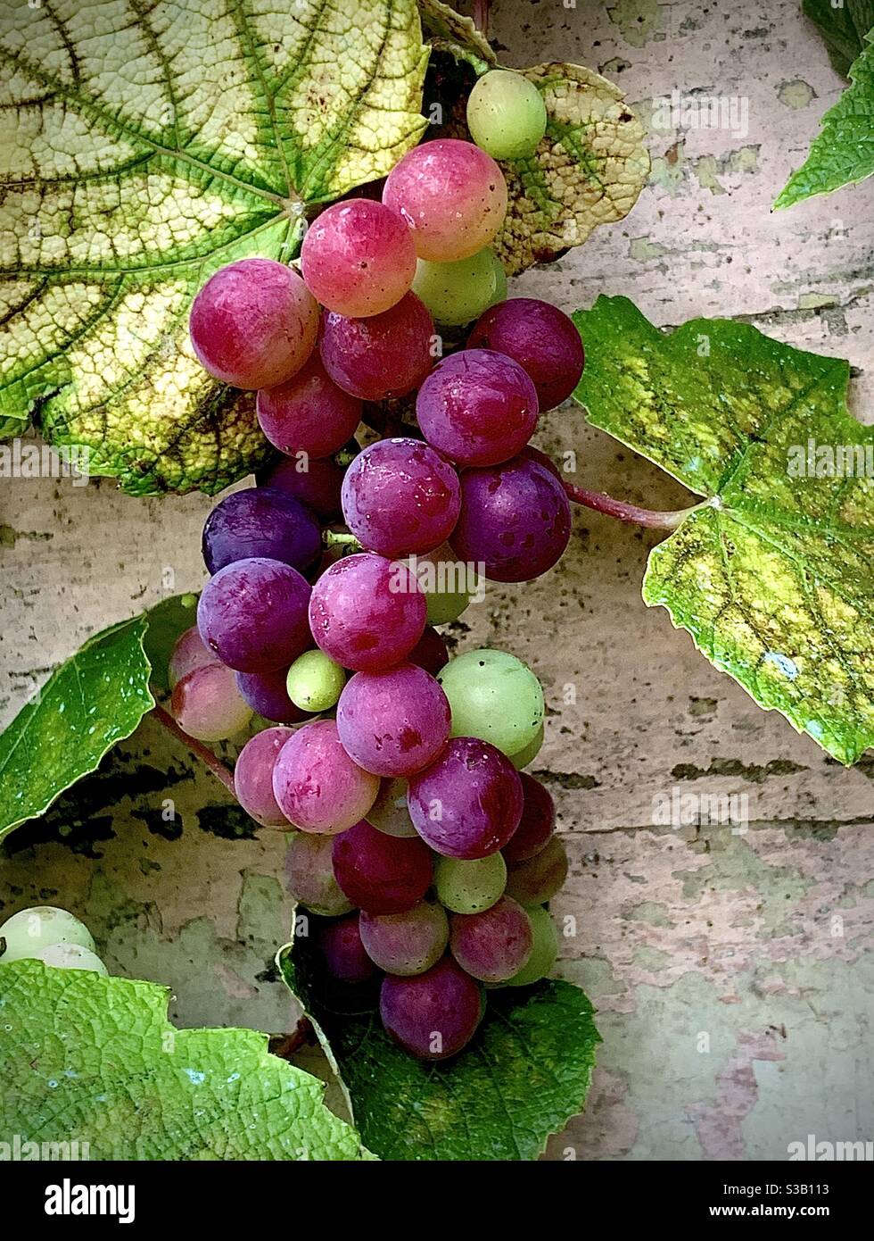 Grapes national hi-res stock photography and images - Alamy