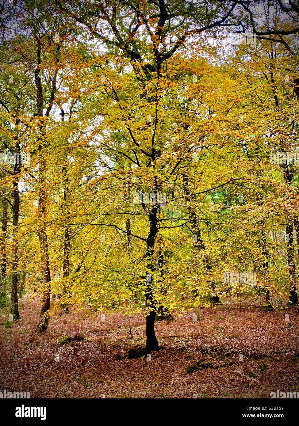 Tree with autumn colour hi-res stock photography and images - Alamy