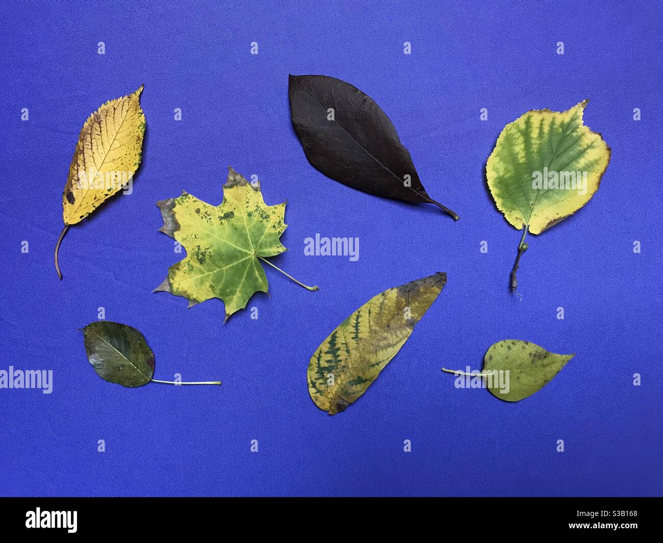 Set of Autumn Leaves Stock Photo - Alamy