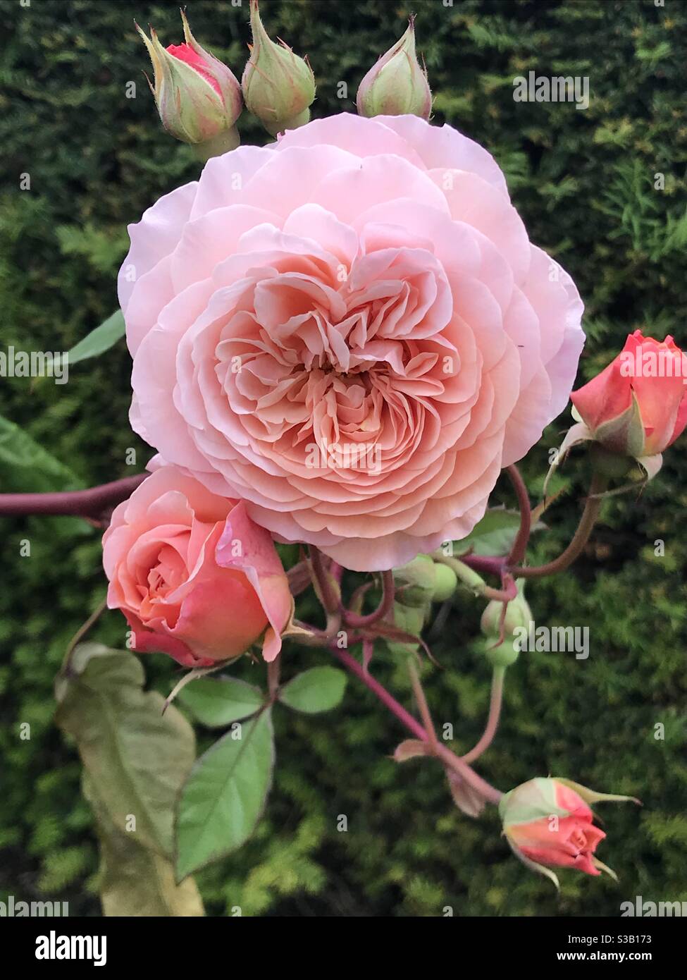 Exquisite pink rose hi-res stock photography and images - Alamy