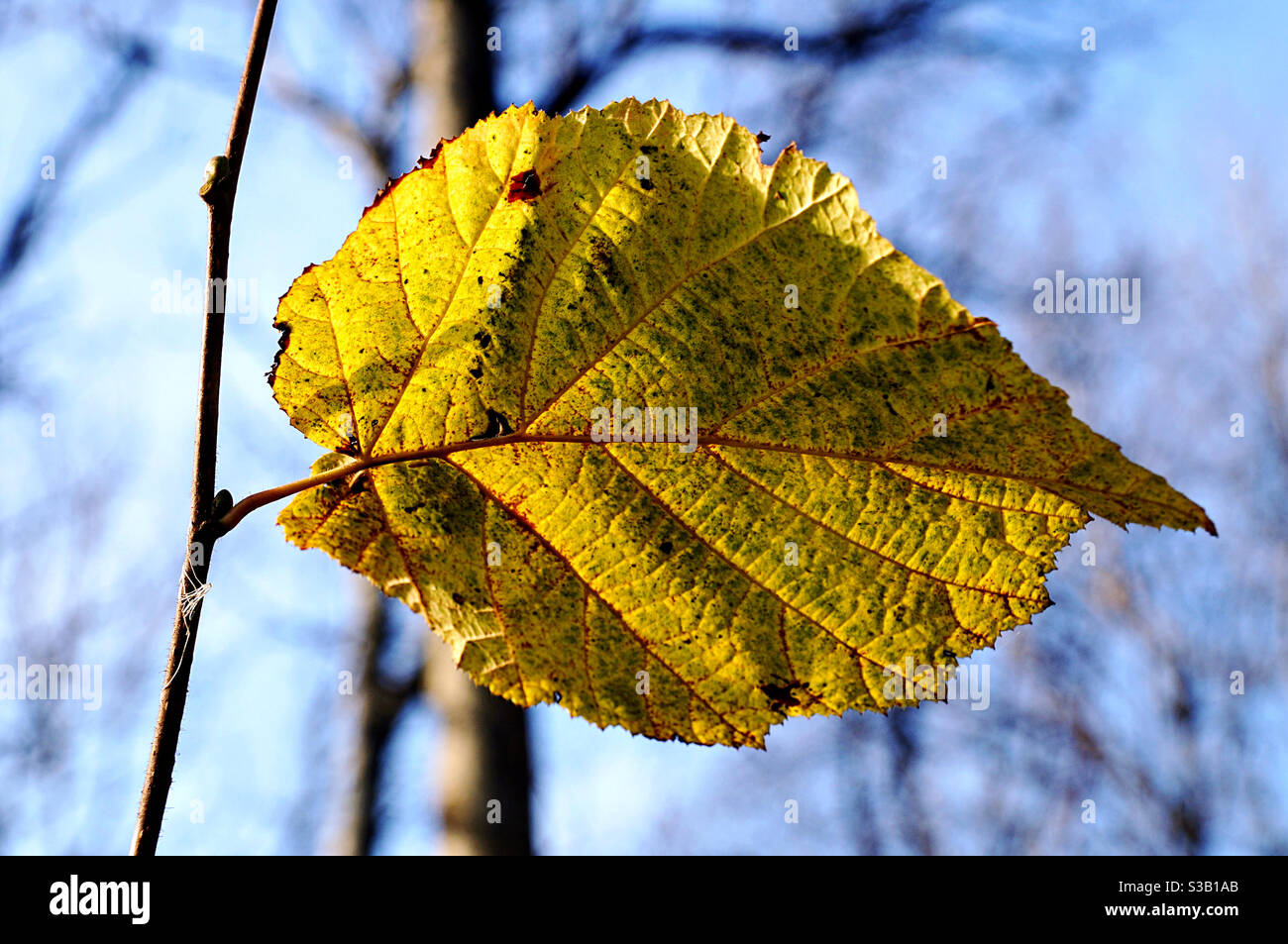Bright yellow autumn leaf in the foreground Stock Photo - Alamy