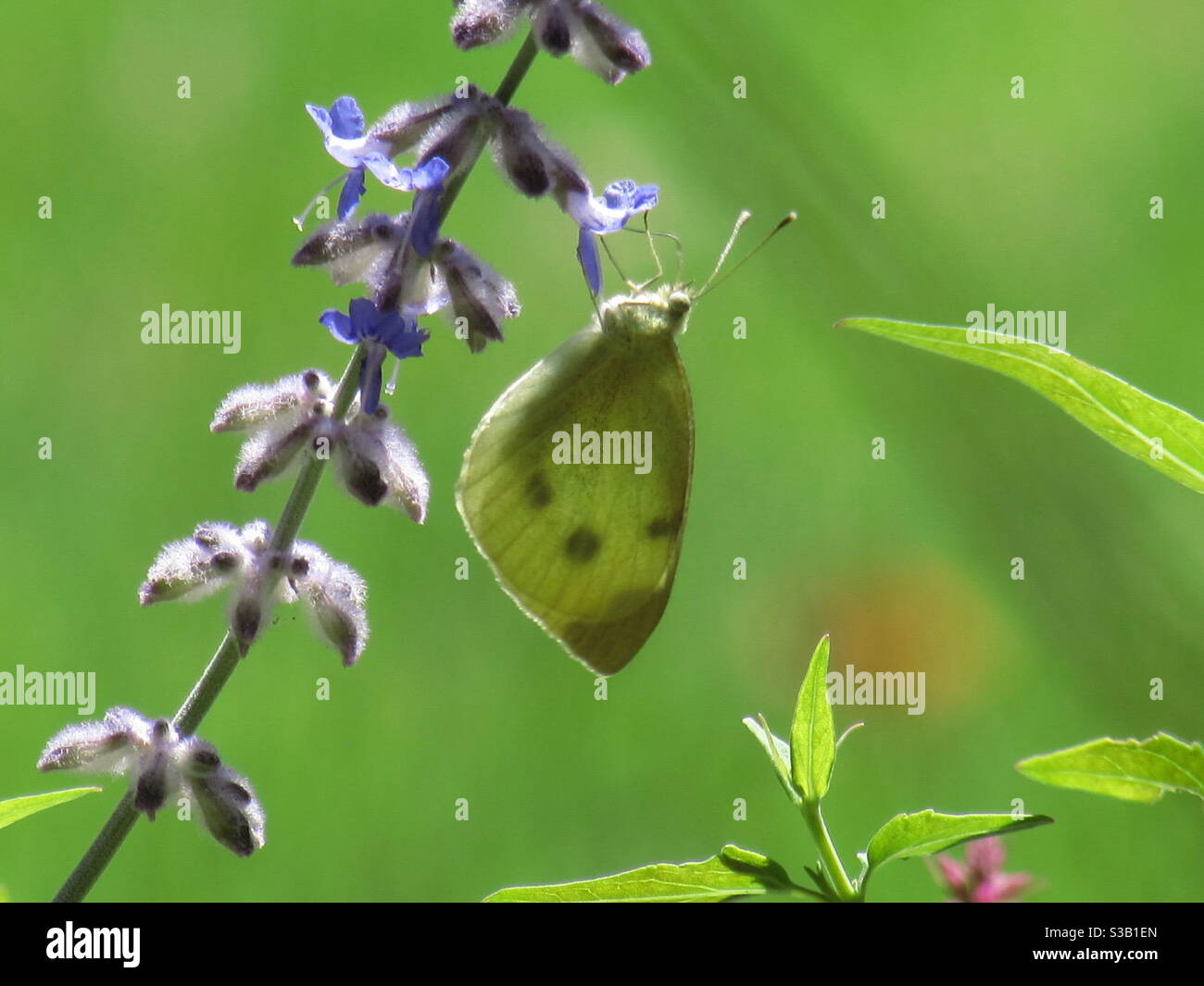 Moth and flower hi-res stock photography and images - Alamy