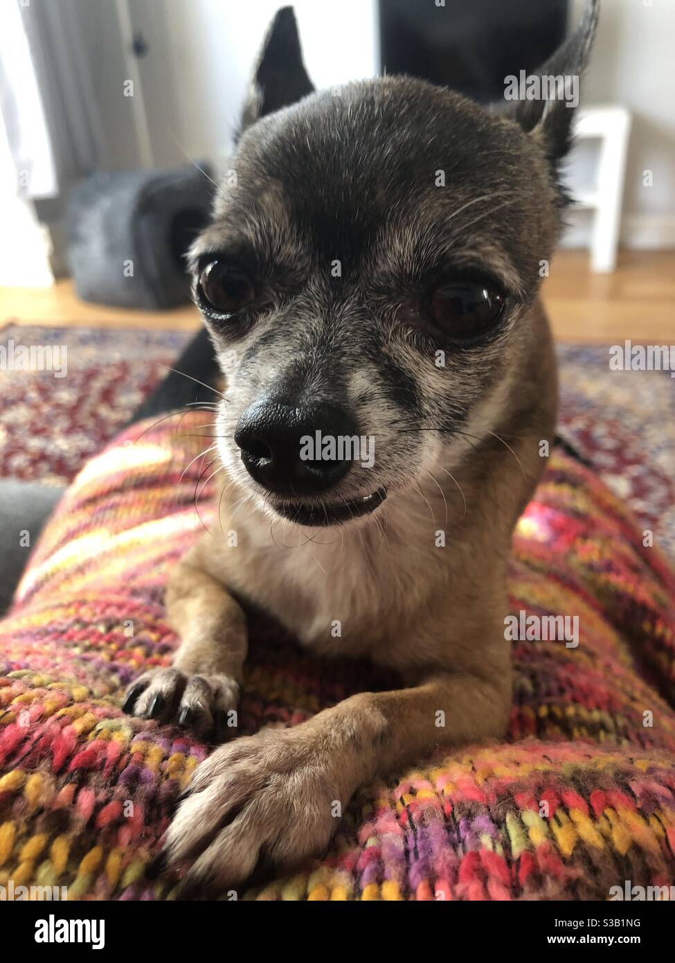 Chihuahua Laying Down High Resolution Stock Photography and Images - Alamy