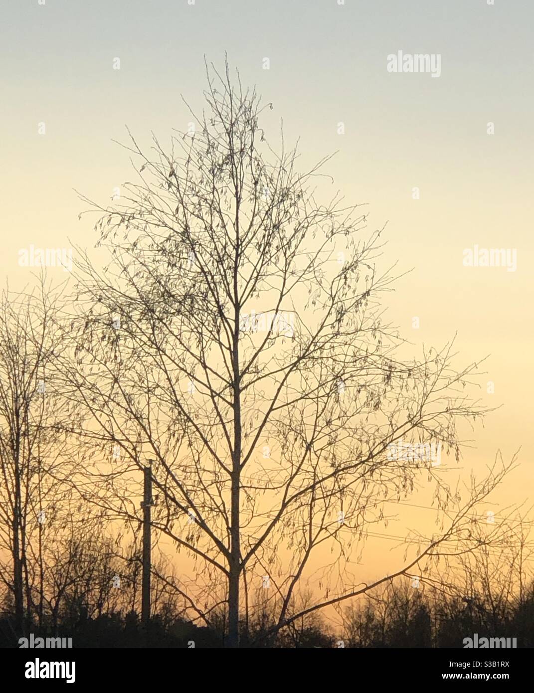 Black tree without leaves, Finland Stock Photo - Alamy